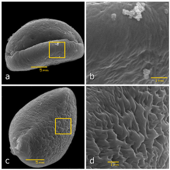 A Simple and User-Friendly Method for High-Quality Preparation of ...