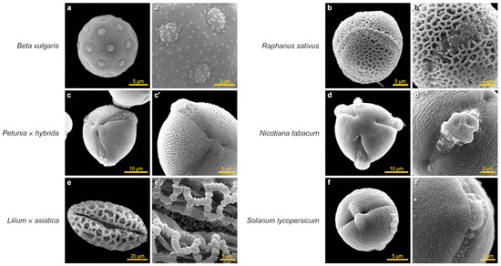 A Simple and User-Friendly Method for High-Quality Preparation of ...