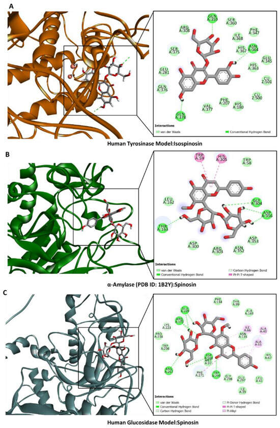 Ziziphus mauritiana Lam. Bark and Leaves: Extraction, Phytochemical ...
