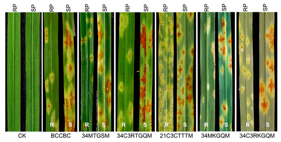 Mapping and Candidate Gene Analysis of an All-Stage Stem Rust ...