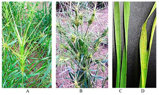 Genetic Control of Effective Seedling Leaf Rust Resistance in Aegilops ...