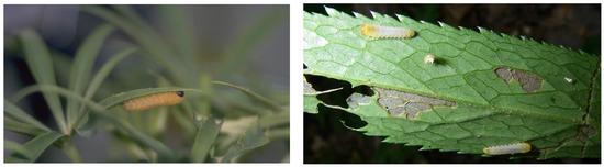 Furostanol Saponins and Ecdysteroids from Plants of the Genus ...