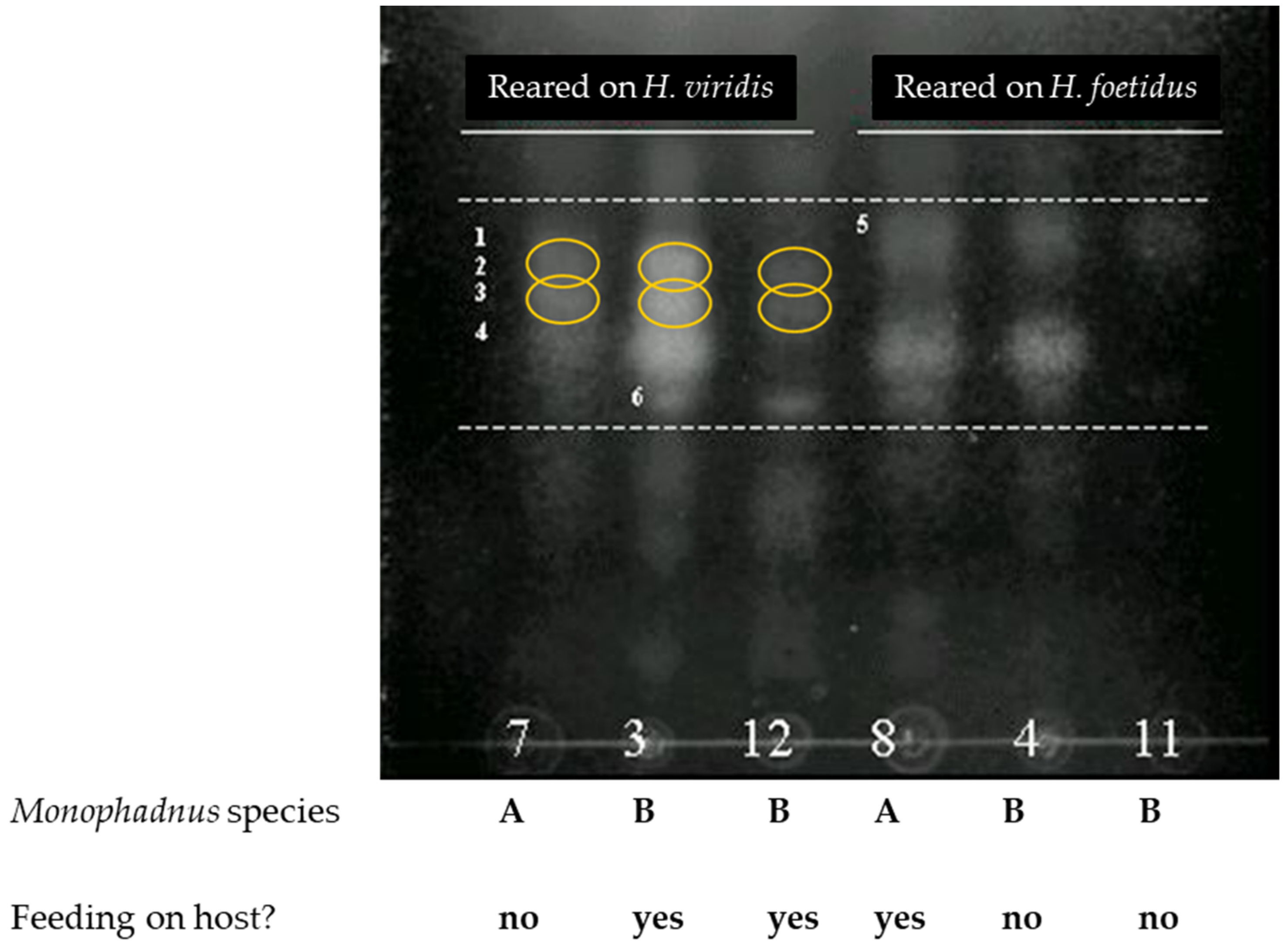 Furostanol Saponins and Ecdysteroids from Plants of the Genus ...