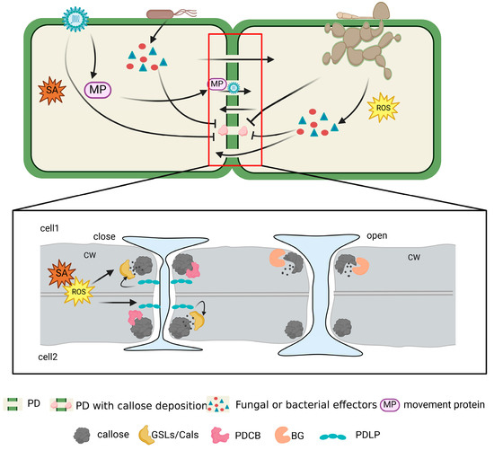 Plasmodesmata Function and Callose Deposition in Plant Disease Defense