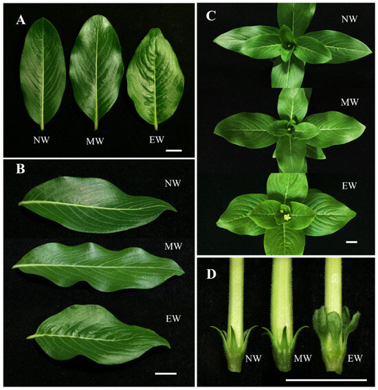 Morphology and Inheritance of Wavy Flower Form in Periwinkle ...
