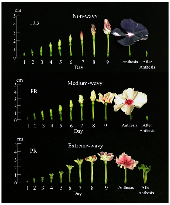 Morphology and Inheritance of Wavy Flower Form in Periwinkle ...