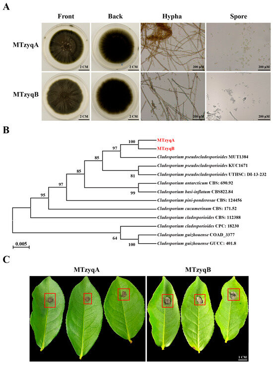 Study on the Effect of Sooty Mould Disease in Tea Plants