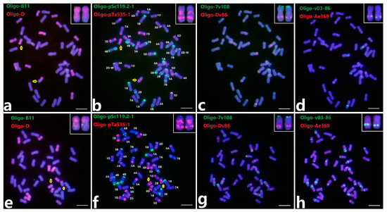 Characterization of New Wheat-Thinopyrum intermedium Derivative Lines ...