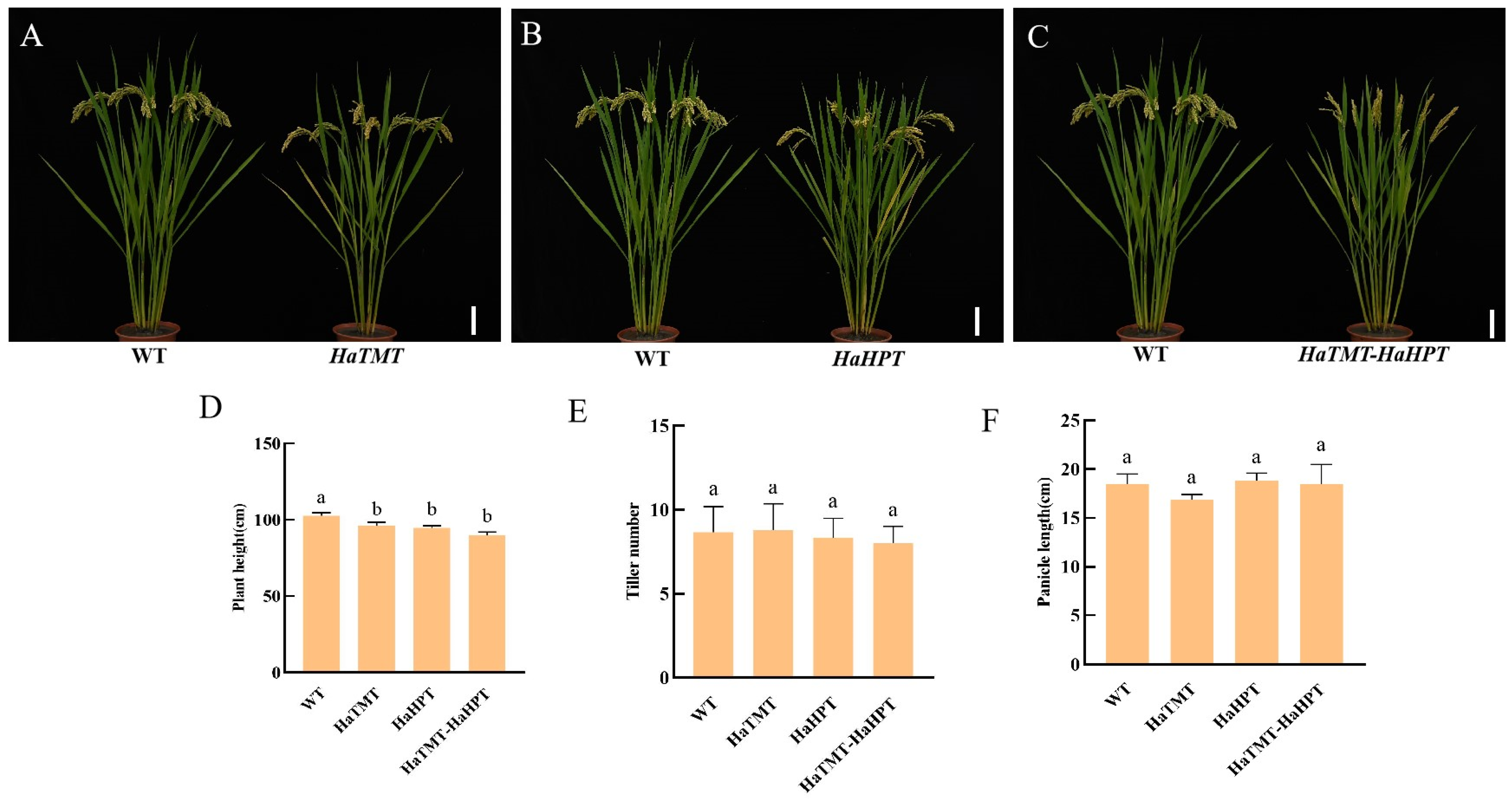 Heterologous Expression of Sunflower HaHPT and HaTMT Genes Enhances ...