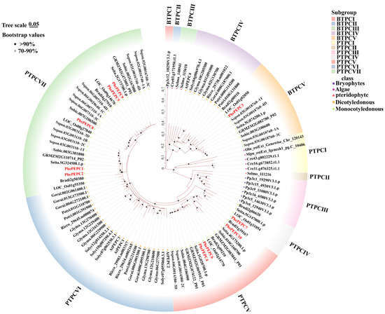 Conservation and Divergence of PEPC Gene Family in Different Ploidy Bamboos