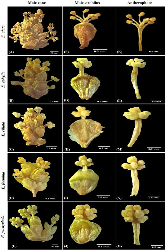 Taxonomic Revision of Genus Ephedra Tourn. ex L. in Egypt with Intra ...
