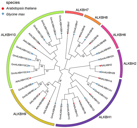 Genome-Wide Identification of the Soybean AlkB Homologue Gene Family ...