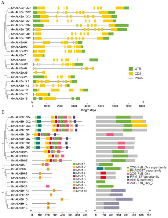 Genome-Wide Identification of the Soybean AlkB Homologue Gene Family ...