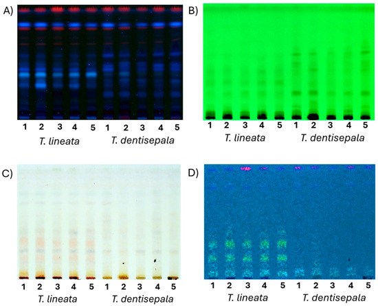 Antibacterial and Antioxidant Activities of Hydroalcoholic and Phenolic ...