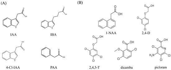Advances in Plant Auxin Biology: Synthesis, Metabolism, Signaling ...