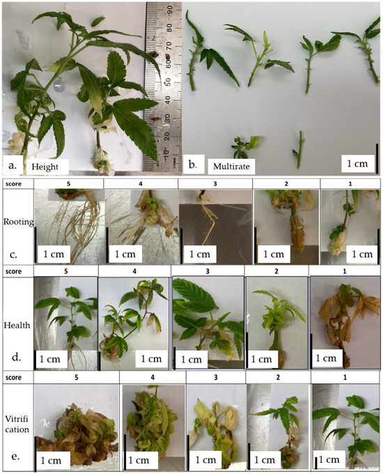 Importance of Media Composition and Explant Type in Cannabis sativa ...
