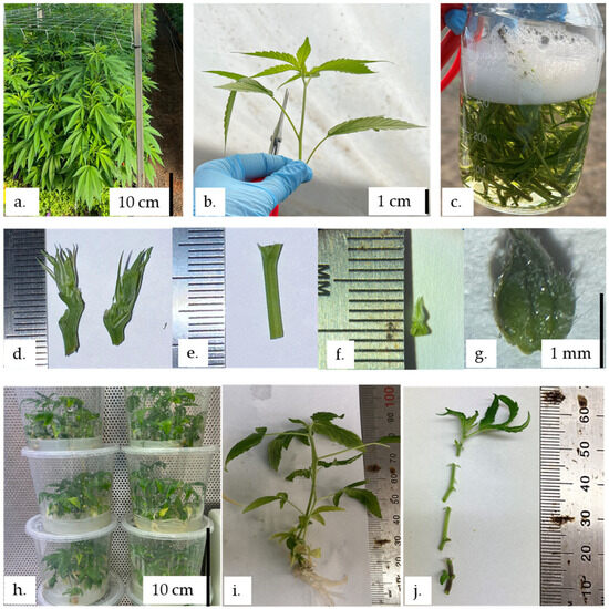 Importance of Media Composition and Explant Type in Cannabis sativa Tissue Culture
