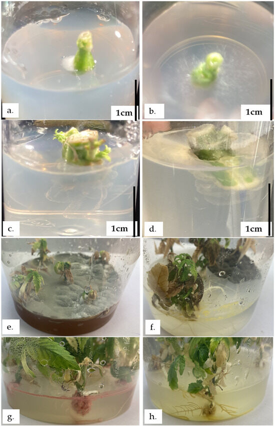 Importance of Media Composition and Explant Type in Cannabis sativa ...