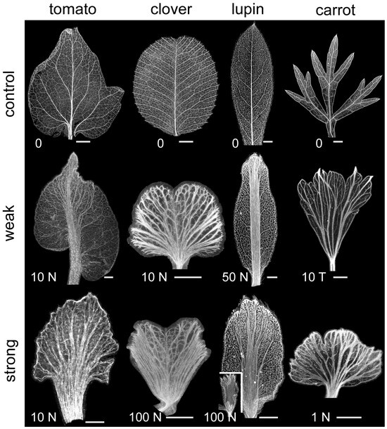 The Effects of Auxin Transport Inhibition on the Formation of Various ...