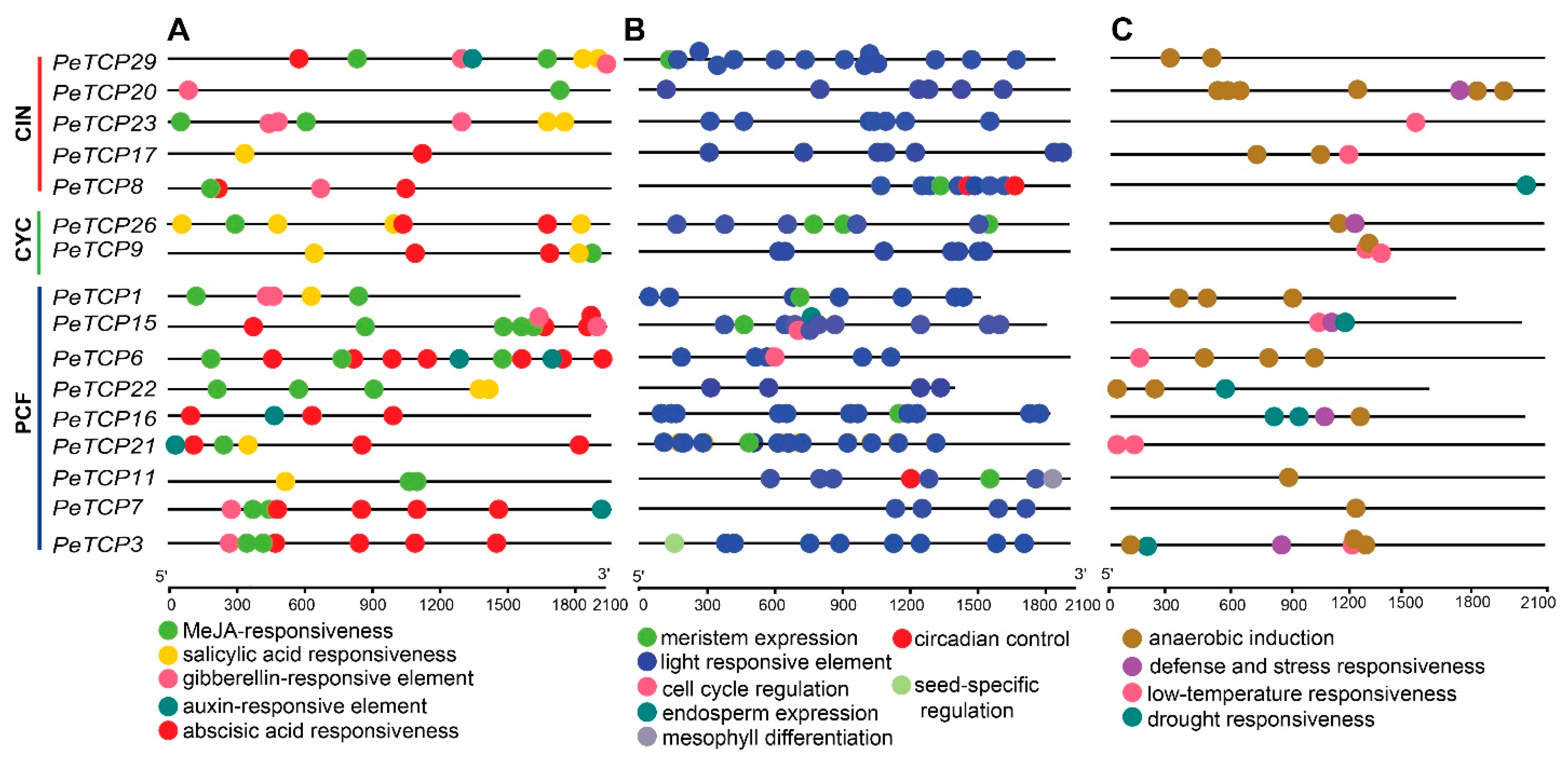 Evolution and Functional Dynamics of TCP Transcription Factor Gene Family in Passion Fruit ...