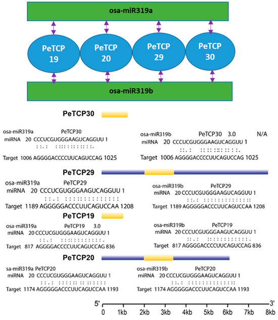 Evolution and Functional Dynamics of TCP Transcription Factor Gene Family in Passion Fruit ...