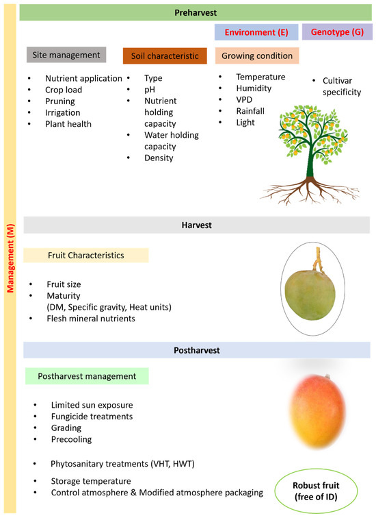 Internal Disorders of Mango Fruit and Their Management—Physiology ...