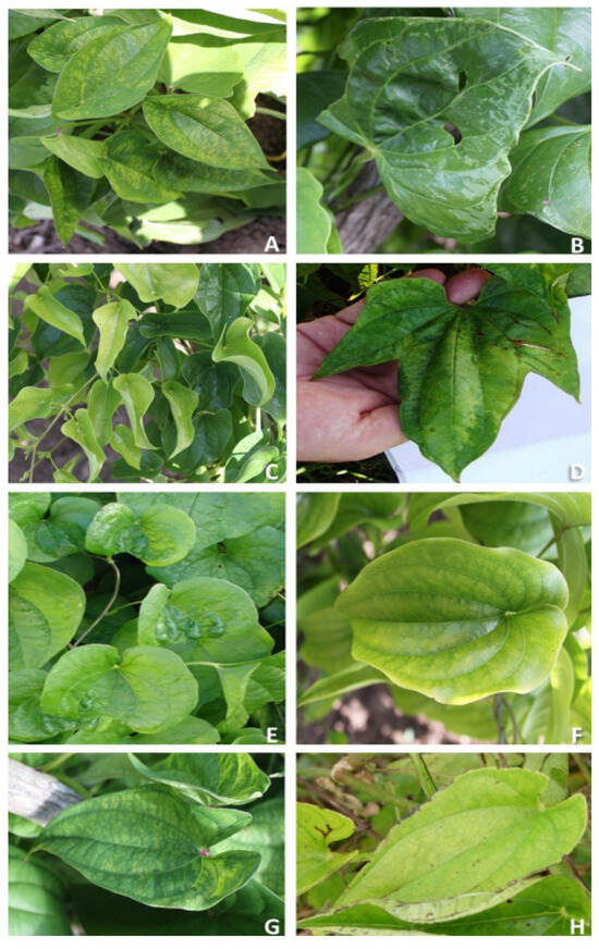 Occurrence of Yam Mosaic Virus and Yam Mild Mosaic Virus on Dioscorea ...