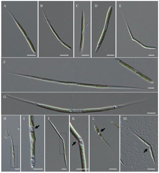 Koliella bifissiva sp. nov (Chlorellaceae, Chlorophyta) and Analysis of ...