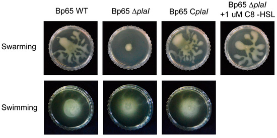 Impact of Quorum Sensing on the Virulence and Survival Traits of ...