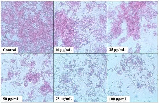 Unveiling the Neem (Azadirachta indica) Effects on Biofilm Formation of ...