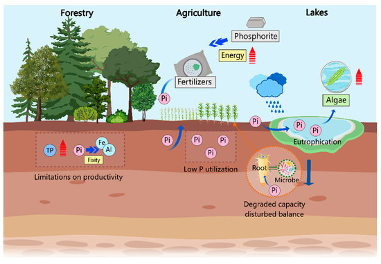 The Role of Phosphate-Solubilizing Microbial Interactions in Phosphorus ...