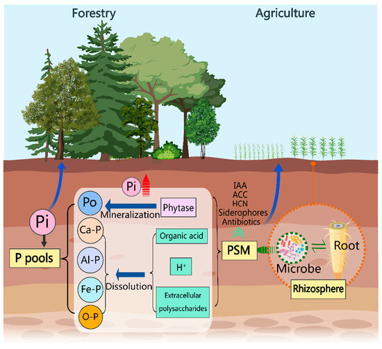The Role of Phosphate-Solubilizing Microbial Interactions in Phosphorus ...