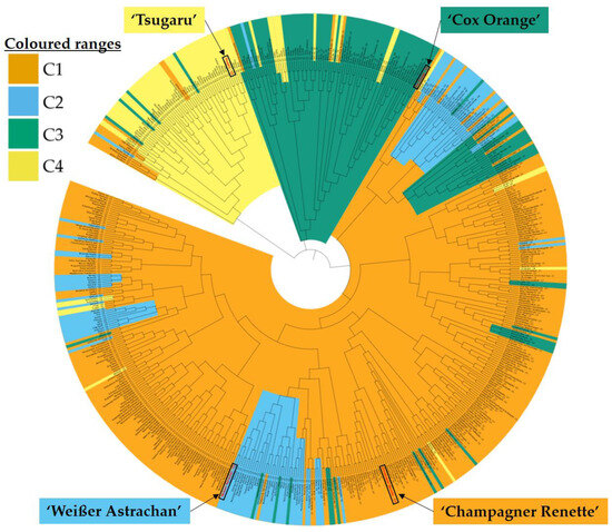 Pomological and Molecular Characterization of Apple Cultivars in the ...