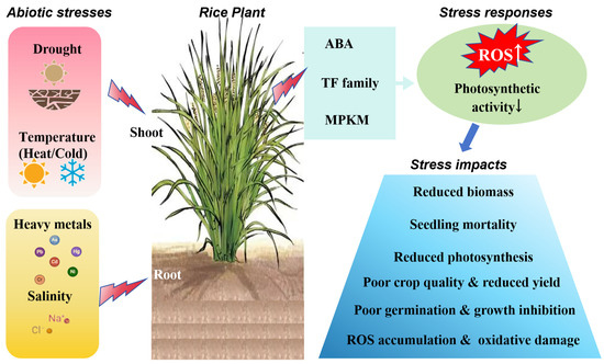 Impact of Abiotic Stress on Rice and the Role of DNA Methylation in Stress Response Mechanisms