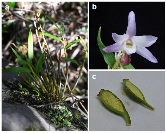 Effect of Different Basal Media and Organic Supplements on In Vitro ...