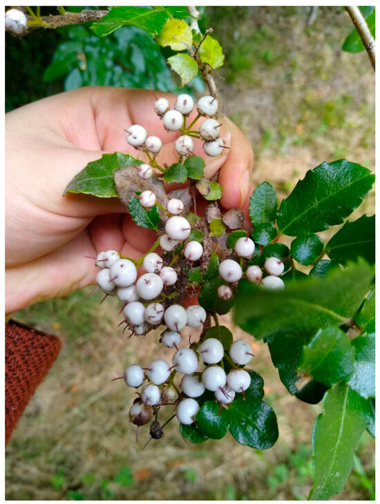 In Vitro Inhibition of Enzymes and Antioxidant and Chemical ...