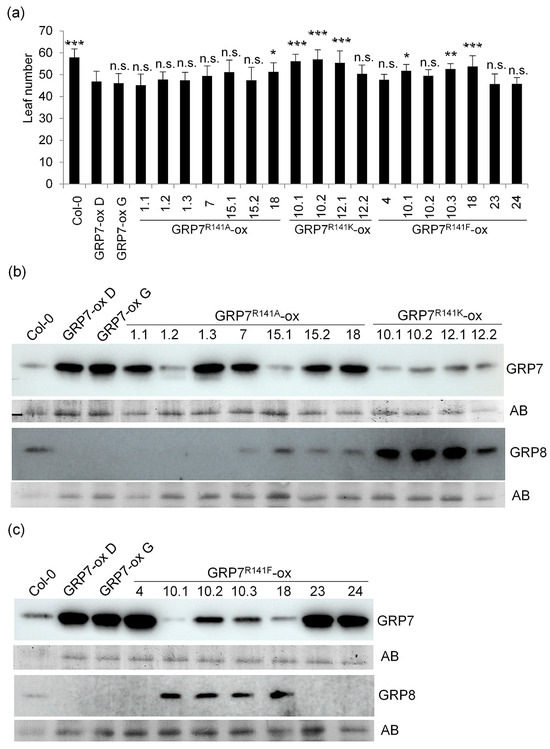 Assessing the Role of AtGRP7 Arginine 141, a Target of Dimethylation by ...