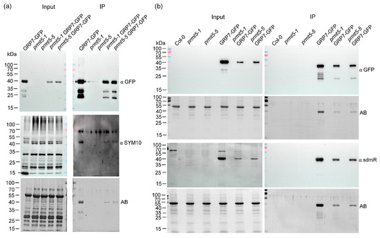 Assessing the Role of AtGRP7 Arginine 141, a Target of Dimethylation by ...