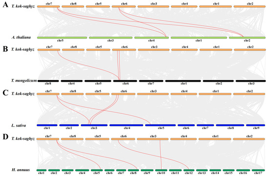 Genome-Wide Identification of the Geranylgeranyl Pyrophosphate Synthase ...