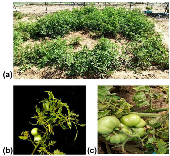 Biological and Molecular Characterization of a New Isolate of Tomato ...