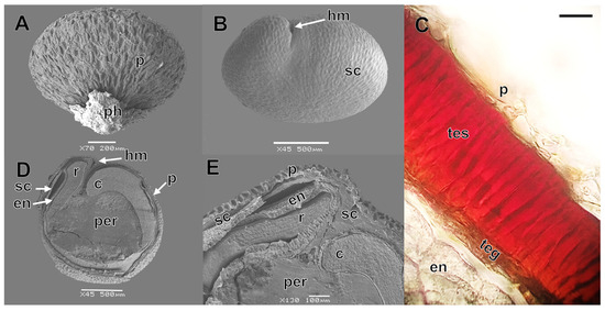 Variation in Thickness of Embryo Covering Structures and Their Role in ...