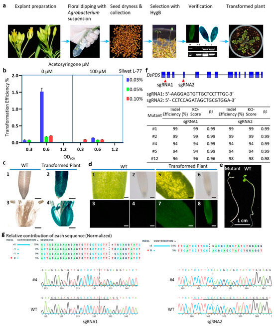 Establishment of a Genetic Transformation and Gene Editing Method by ...