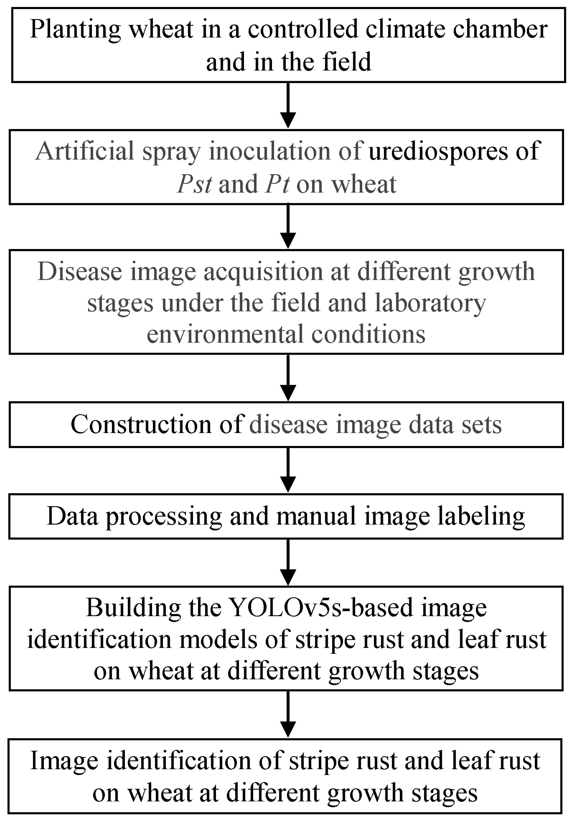 YOLOv5s-Based Image Identification of Stripe Rust and Leaf Rust on Wheat at Different Growth Stages