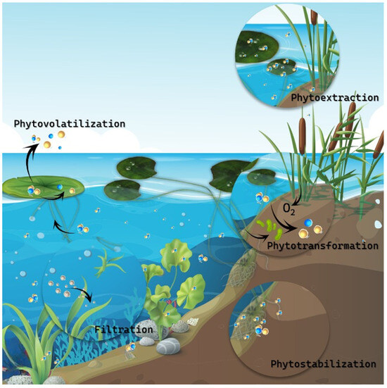 Morphophysiological Adaptations of Aquatic Macrophytes in Wetland-Based ...