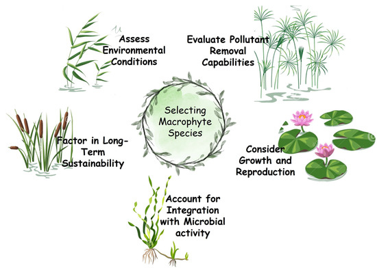 Morphophysiological Adaptations of Aquatic Macrophytes in Wetland-Based ...