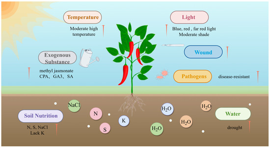 The Influence of Different Factors on the Metabolism of Capsaicinoids ...