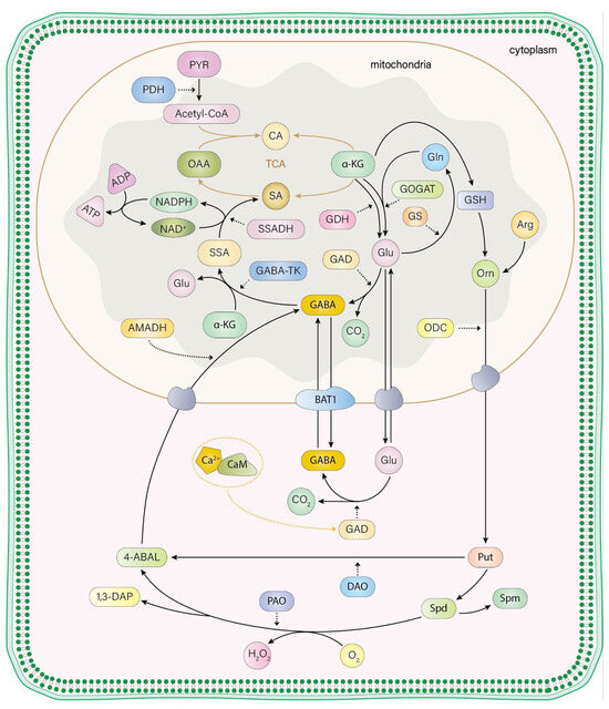 Advances in Plant GABA Research: Biological Functions, Synthesis ...