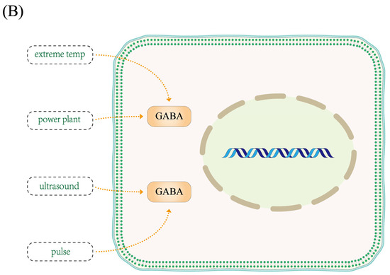 Advances in Plant GABA Research: Biological Functions, Synthesis ...