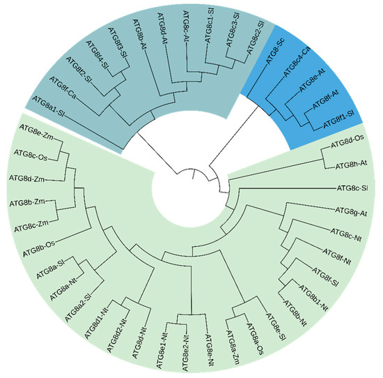 Cloning and Expression Analysis of ATG8 (Autophagy-Related 8) Gene ...