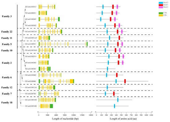 Genome-Wide Identification and Expression Analysis of the Melon ...